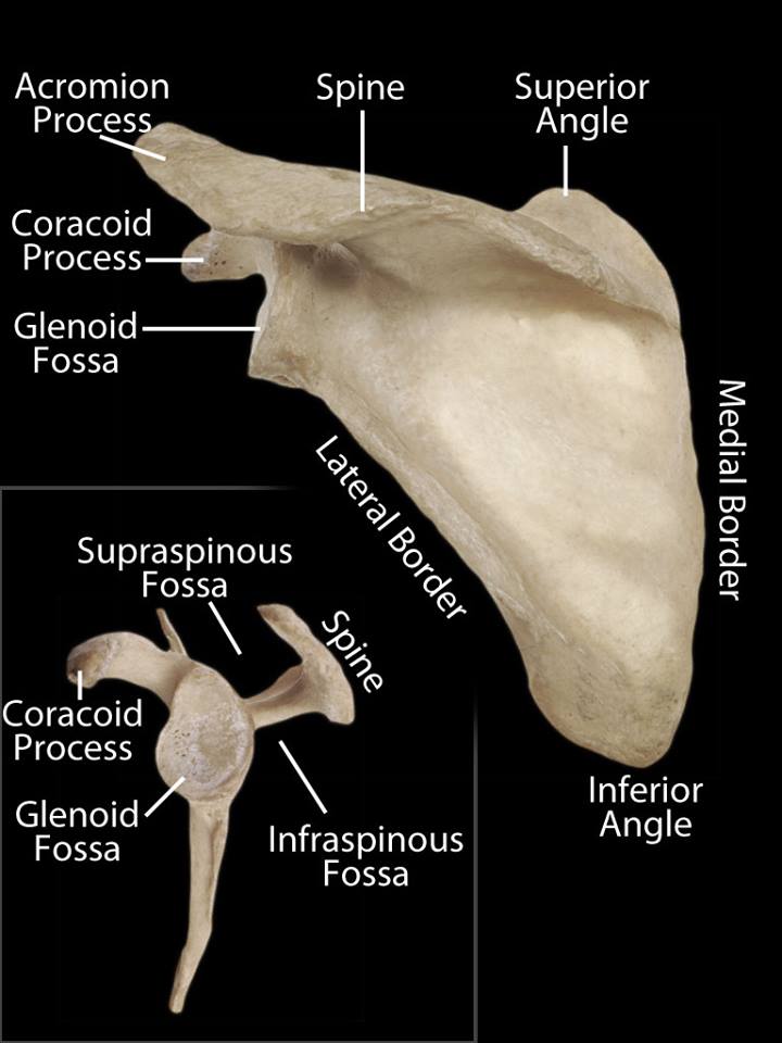 Muscle Energy Technique Seminars & P T Tips